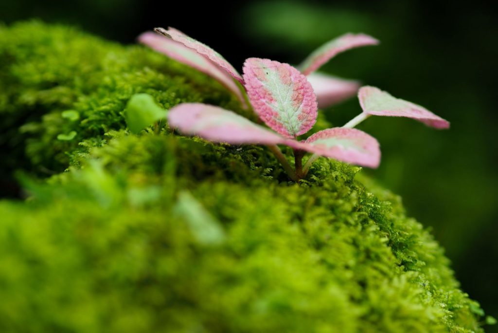 11 No-Mow Lawn Alternatives Ideal For Gardens