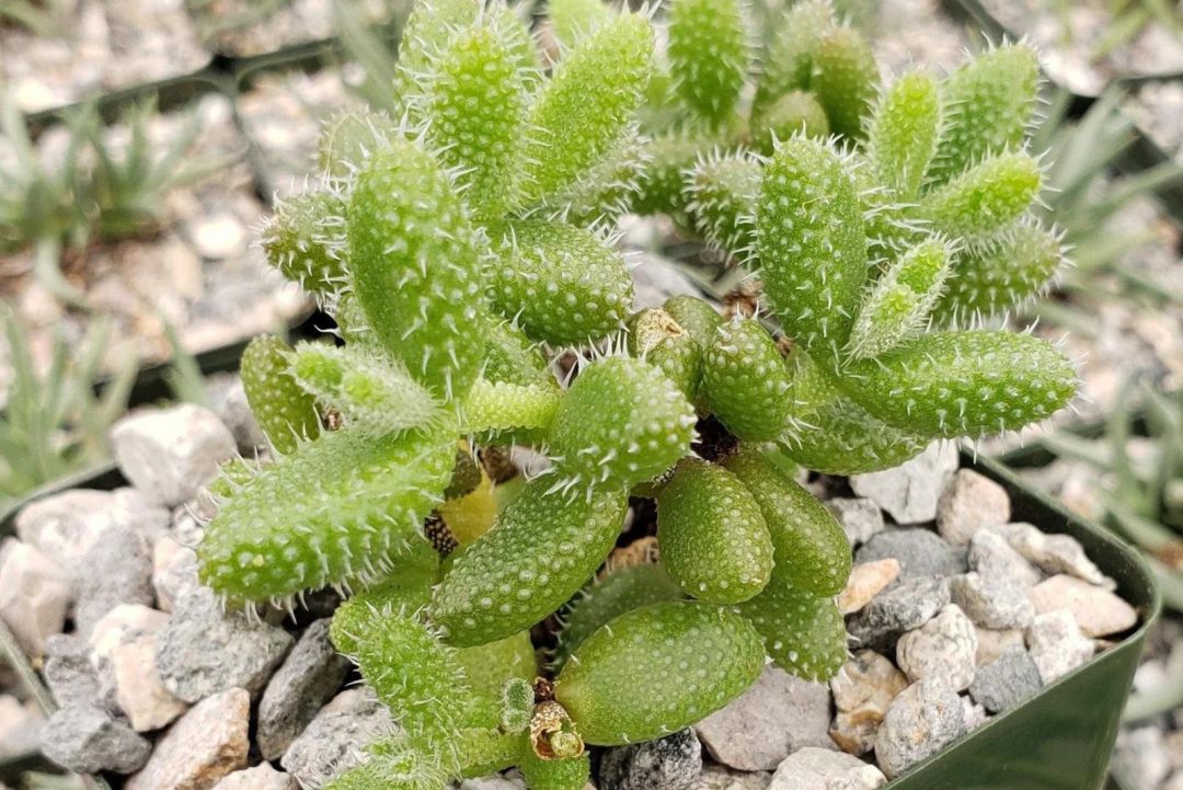 How To Grow The Pickle Plant