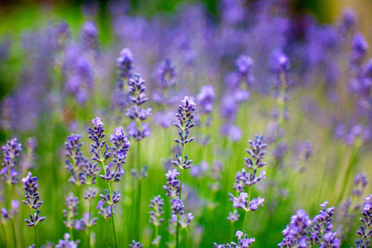Is Lavender Drought-Tolerant And Which Types Are Best For Dry Environments?