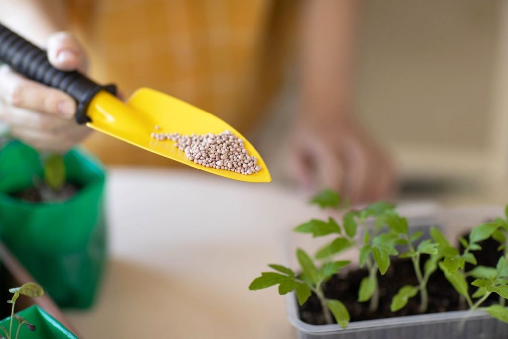 A Complete Guide To Fertilizing Tomato Plants
