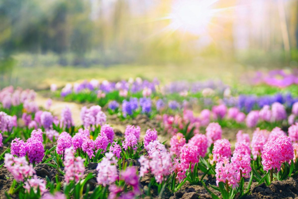 25 Flower Bed Ideas To Uplift Your Landscape