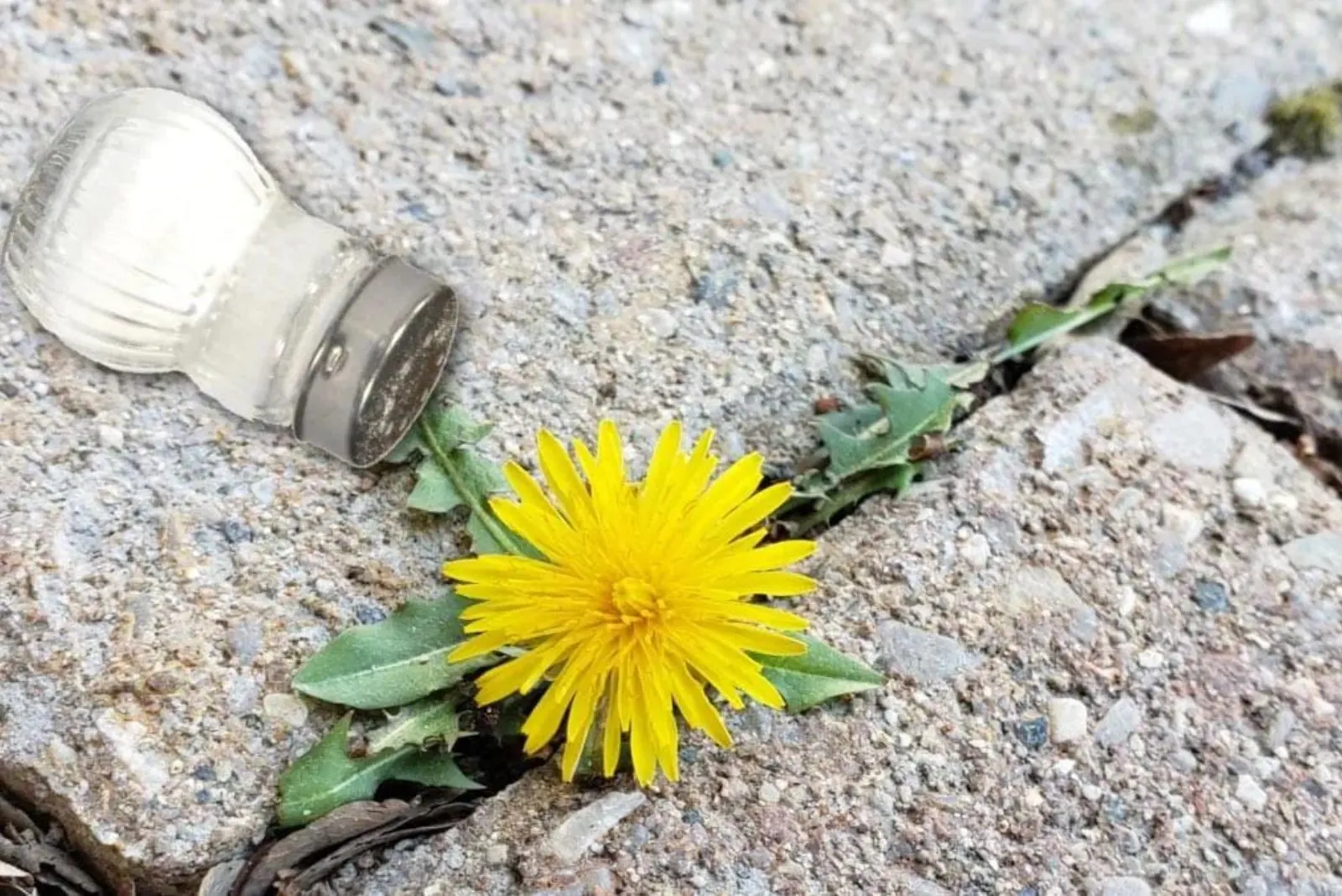 Is Using Salt To Kill Weeds A Good Idea?