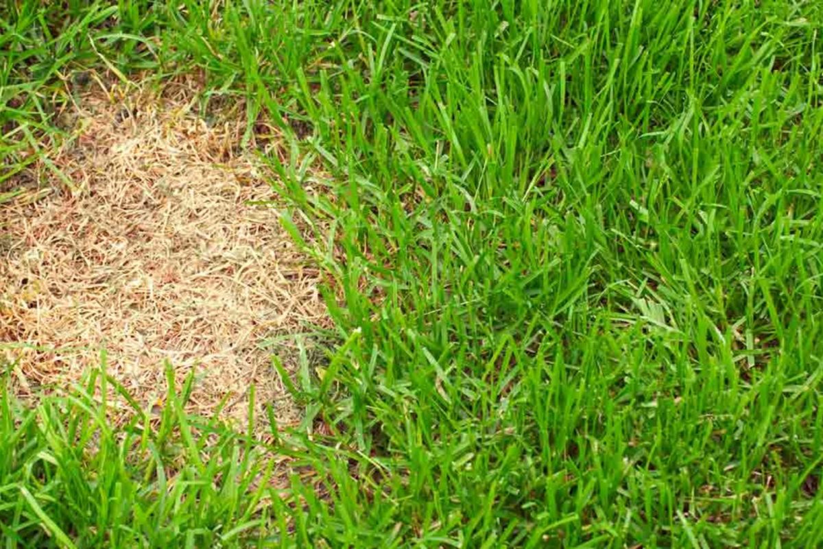 6 Best Ways To Heal Ugly Bare Patches In Your Yard