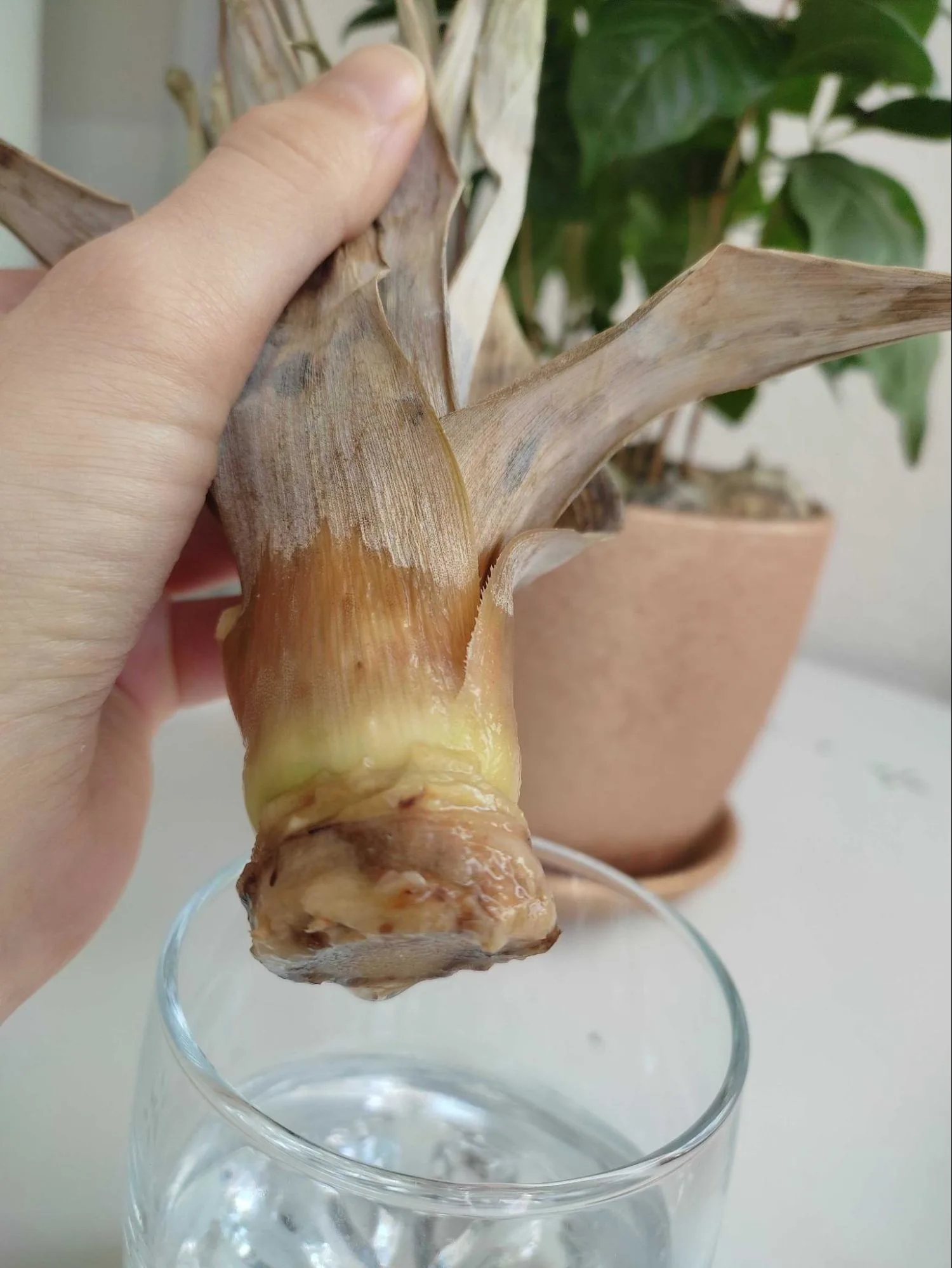 My Journey Of Growing Pineapples From Crowns (Part One)