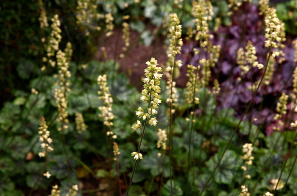 15 Heuchera Varieties That Can Transform Your Shaded Garden