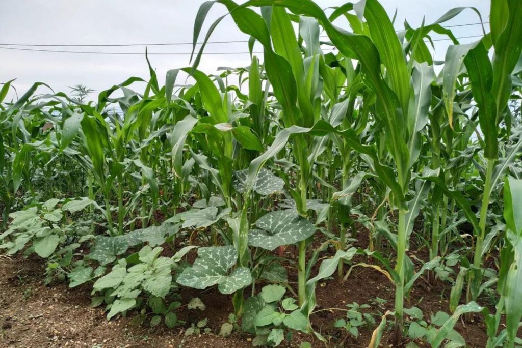 Three Sisters Companion Planting Method And Reasons You Should Try It