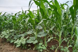 Three Sisters Companion Planting Method And Reasons You Should Try It