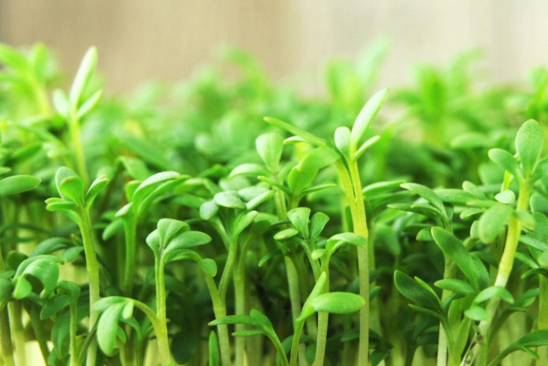 19 Fastest Growing Veggies For Busy Gardeners