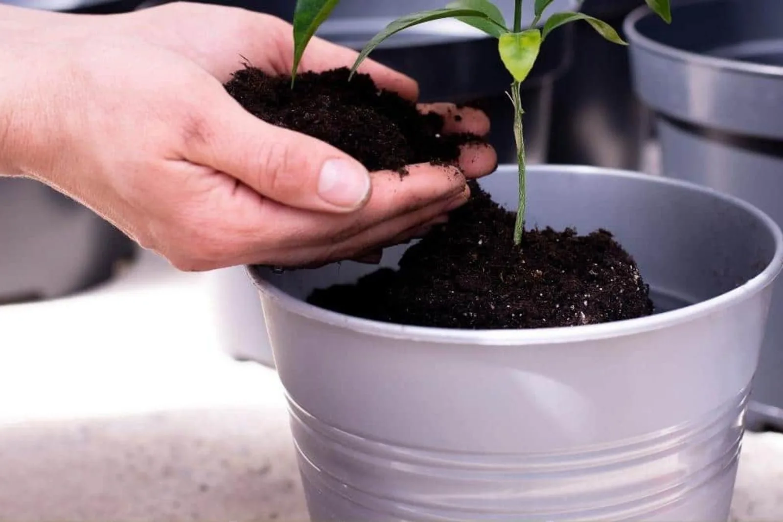 A Complete Guide To Propagating Lilacs