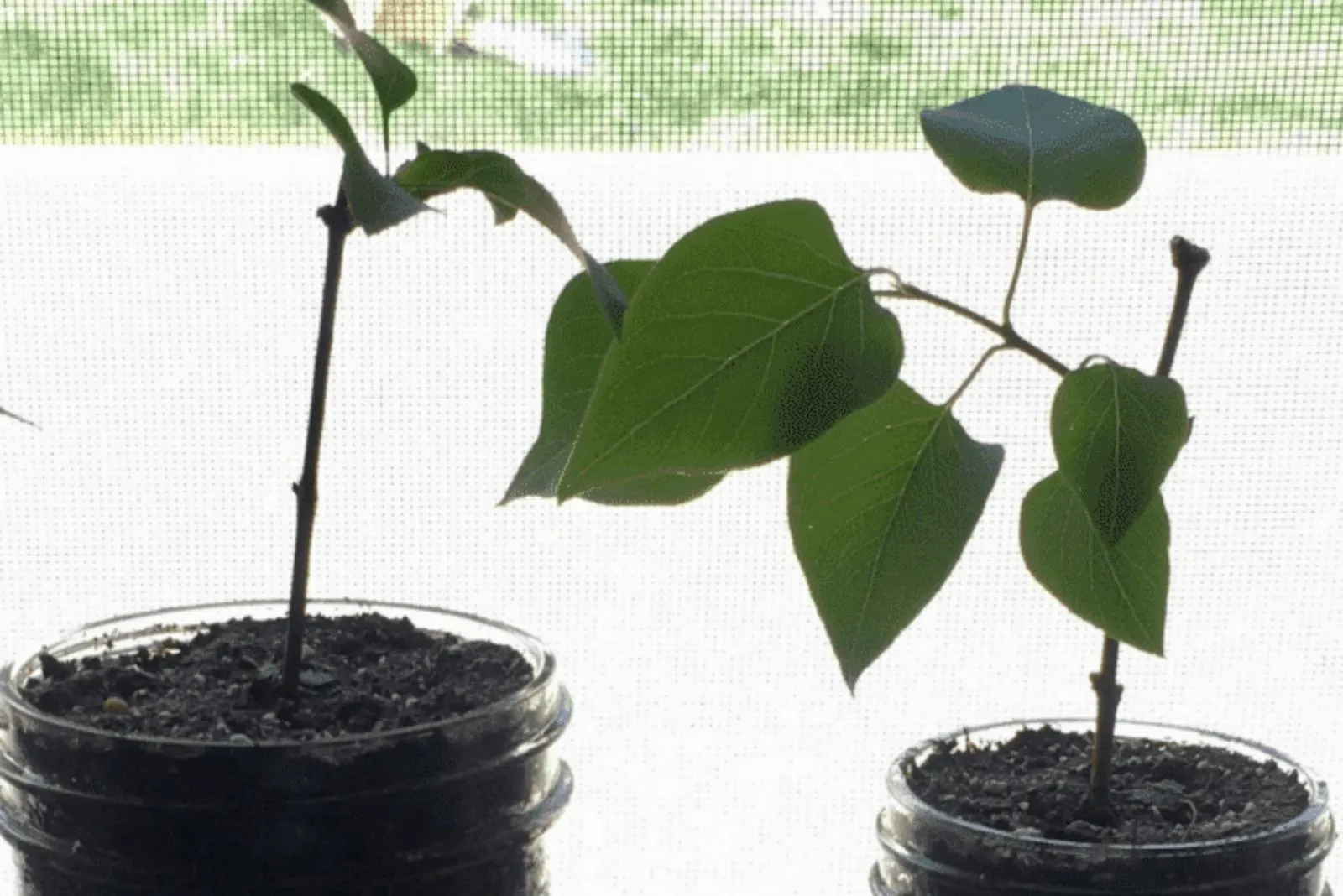 A Complete Guide To Propagating Lilacs