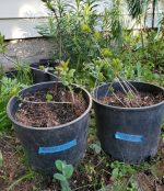 A Complete Guide To Propagating Lilacs