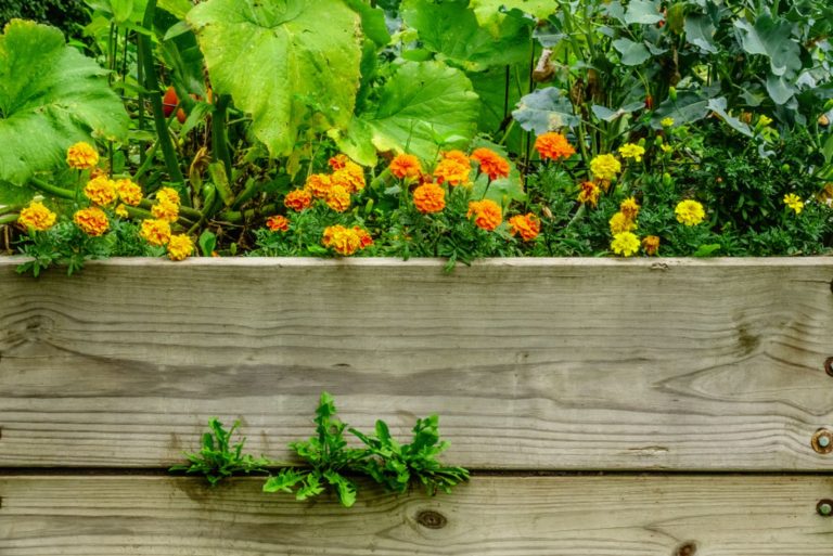 25 Flower Bed Ideas To Uplift Your Landscape