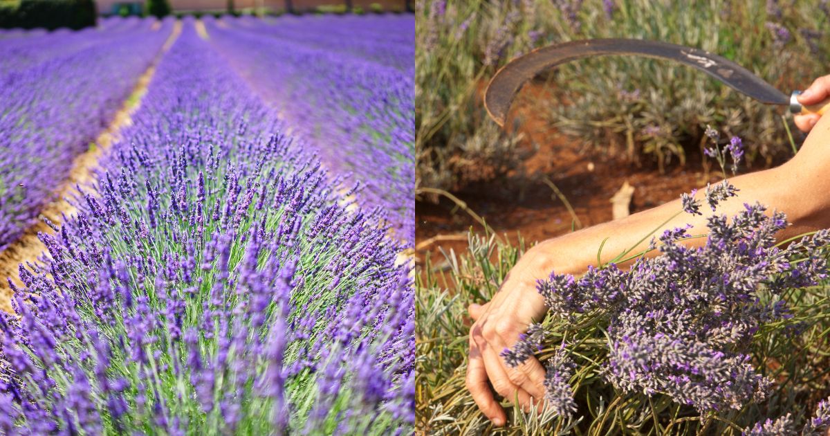 11 Essential Tips For Growing Amazing Lavender