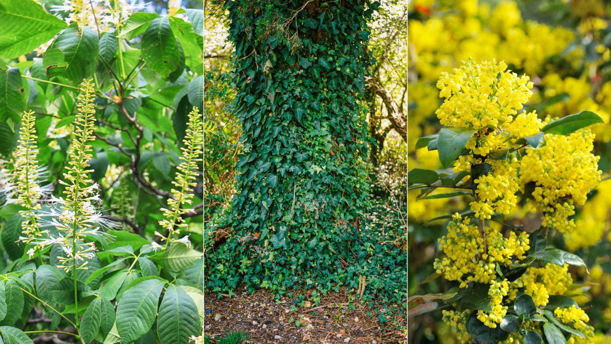 11 Gorgeous Shrubs Ideal For Shaded Gardens