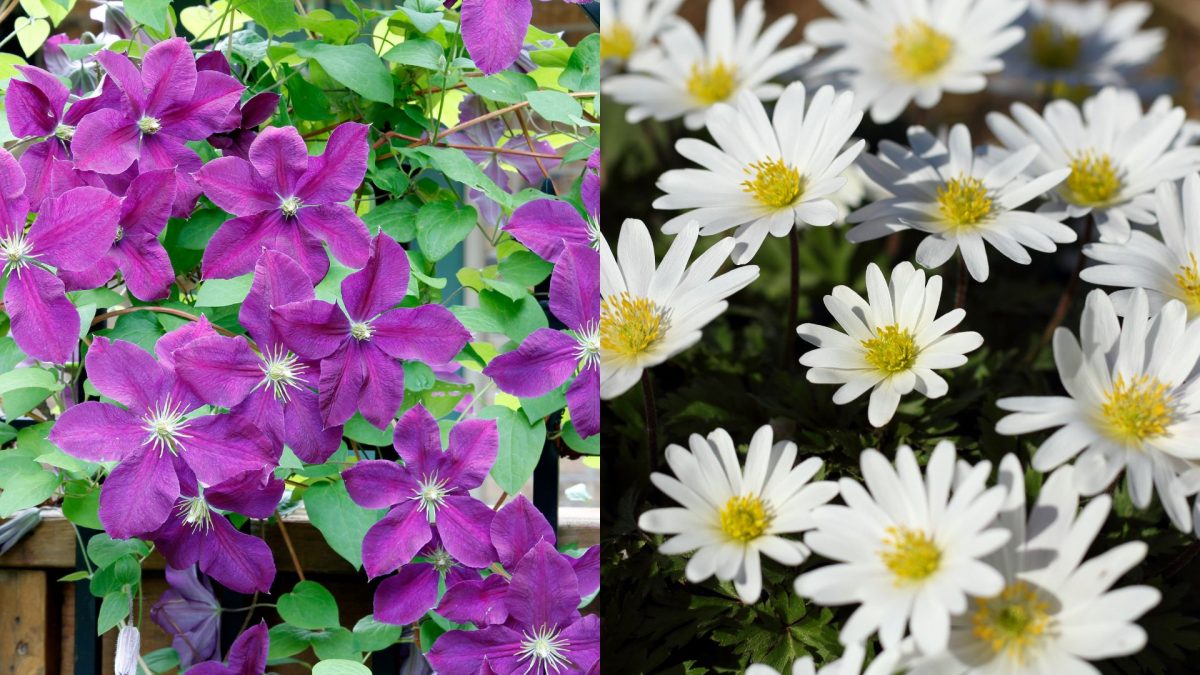 11 Kansas Native Plants That Can Transform Your Garden