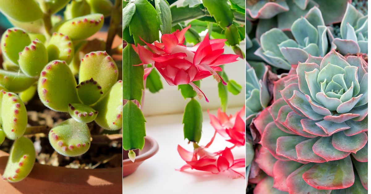 15 Flowering Succulents Every Garden Needs