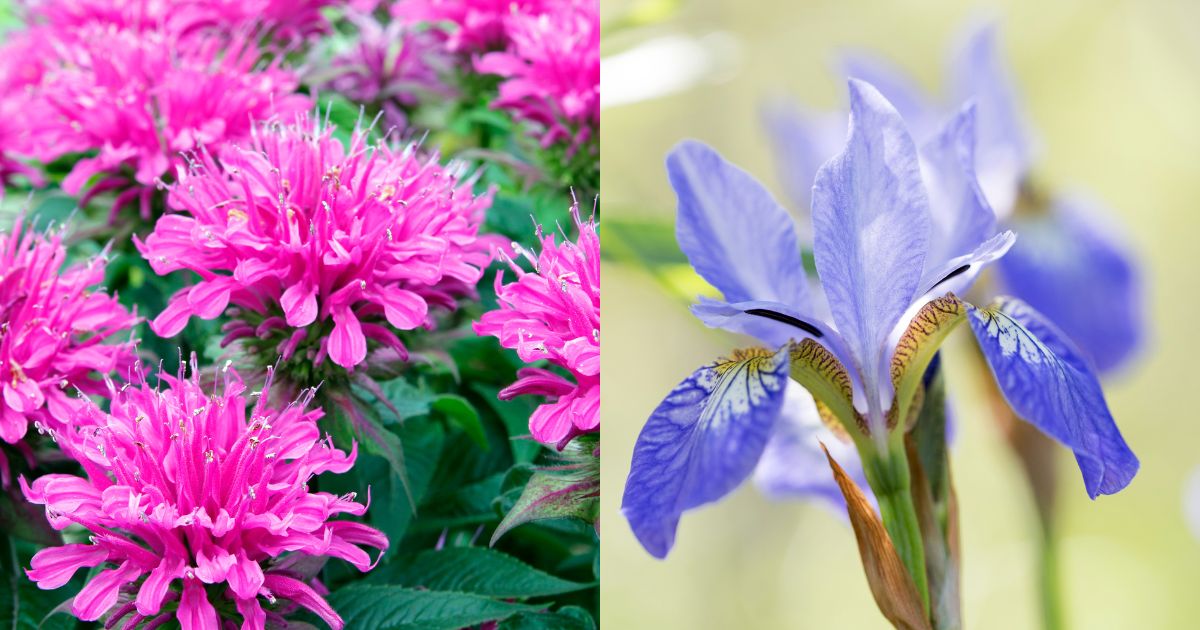 18 Plants Native To Pennsylvania For Your Garden