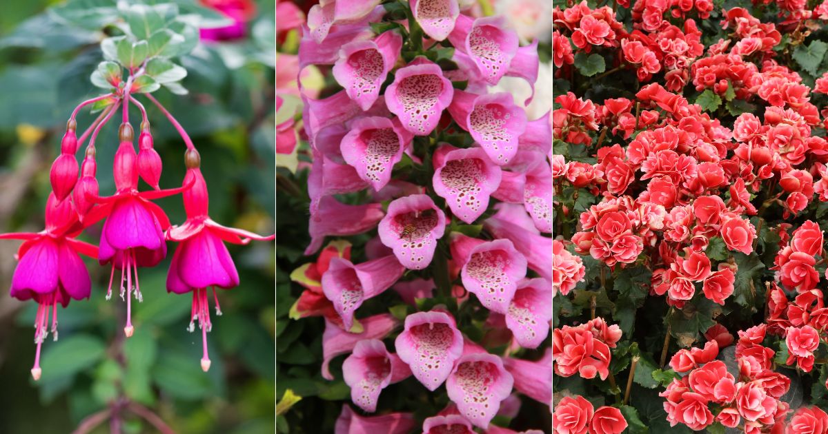 7 Captivating Plants That Will Thrive In The Shade