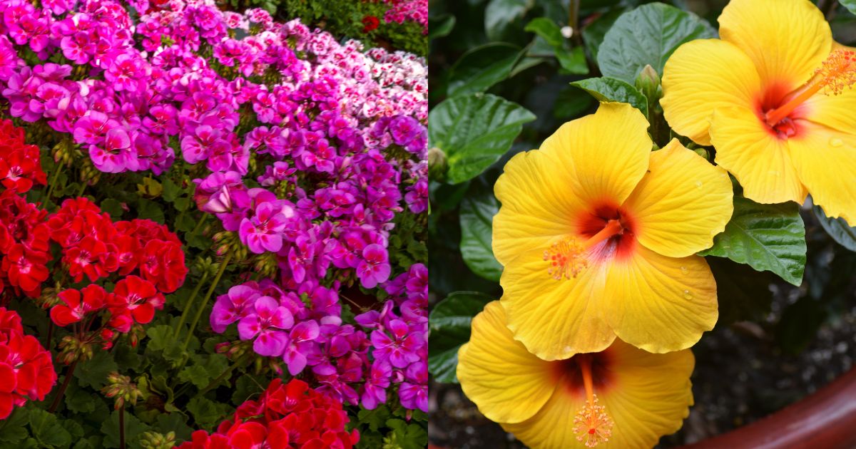 7 Hawaii Native Plants To Create A Beautiful Garden