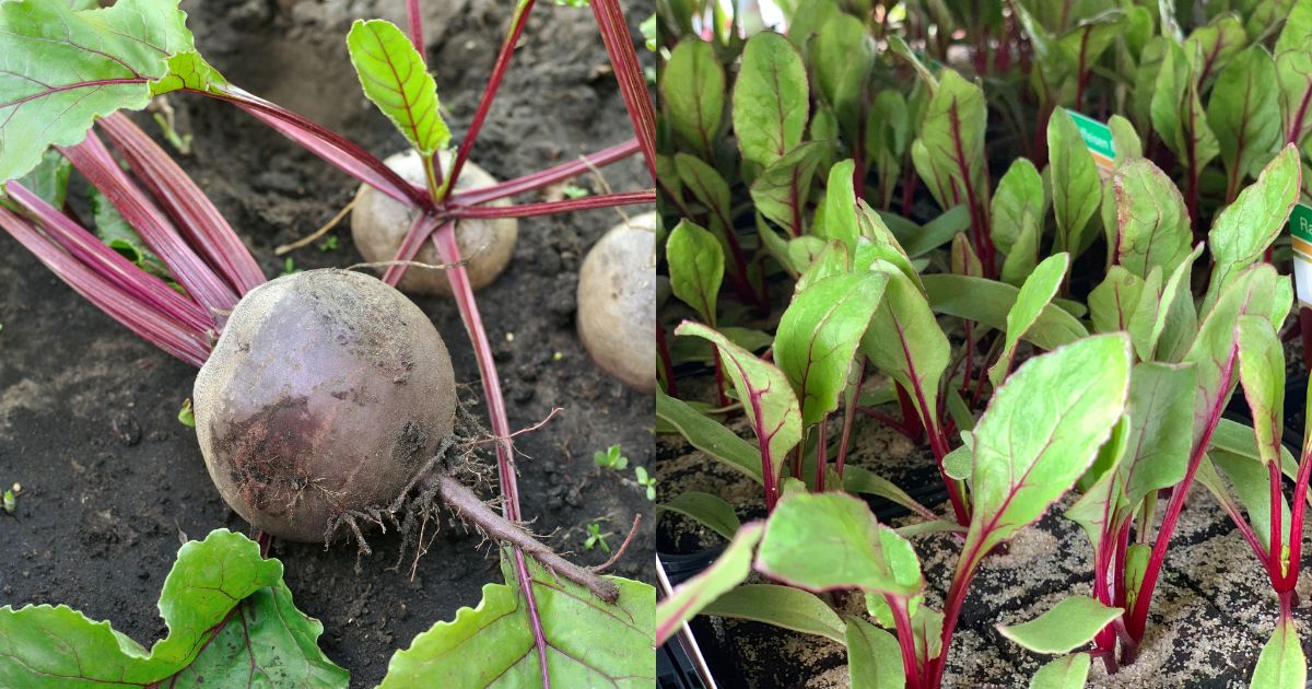 11 Beetroot Growing Mistakes That Can Quickly Ruin Your Harvest (And ...