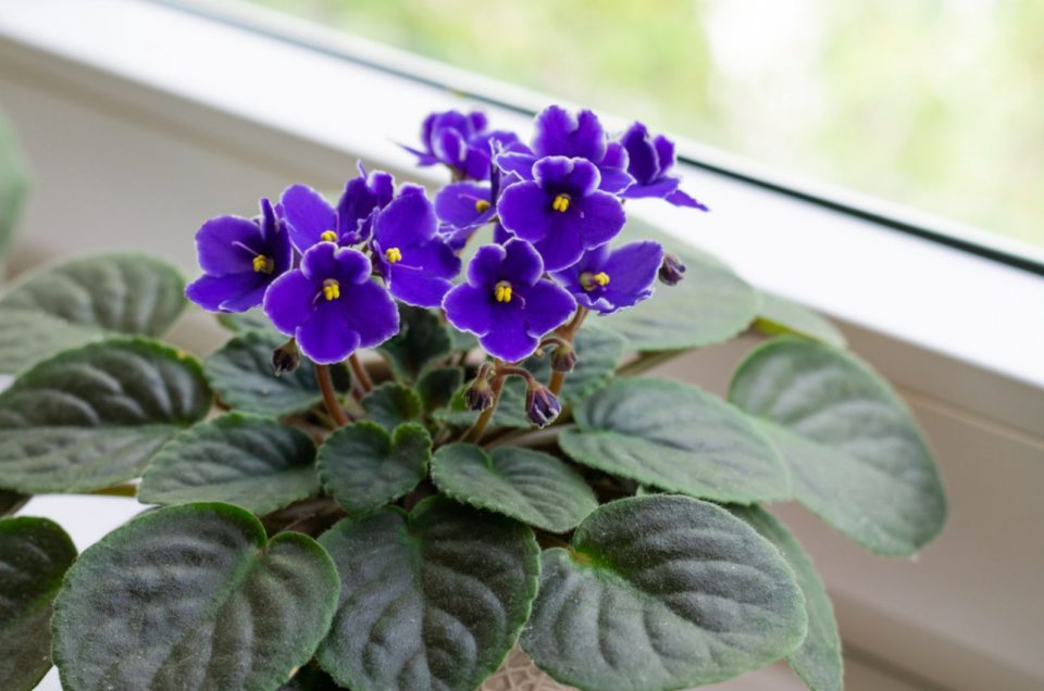 14 Indoor Plants That Flower All Year Round For Everlasting Beauty