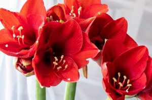 14 Easy Steps To Bring Your Amaryllis Bulb Back To Life