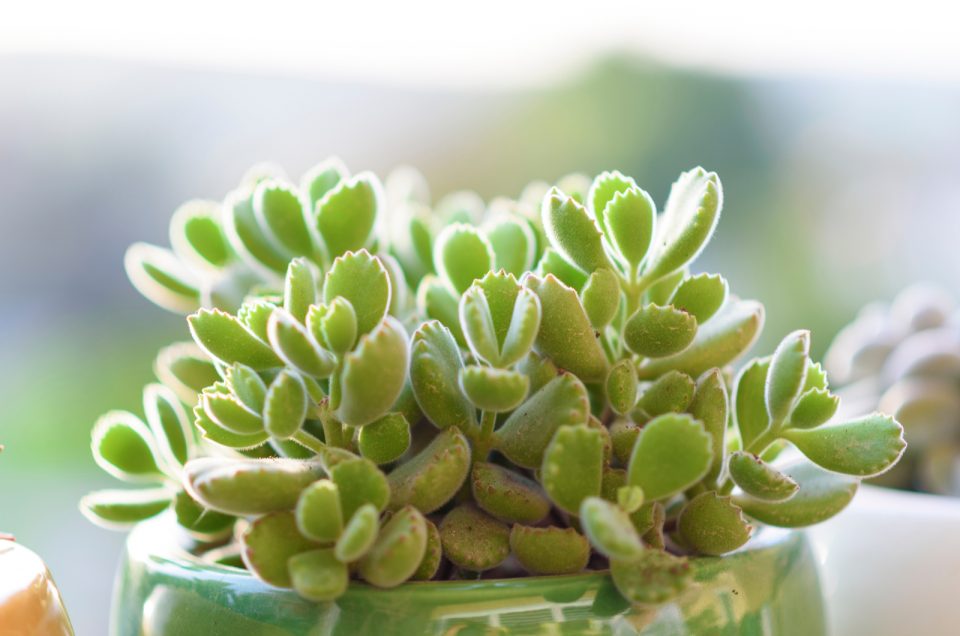 15 Flowering Succulents Every Garden Needs