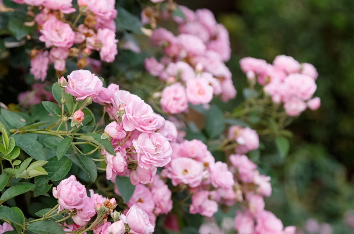 The Rambling Rose Is The Easiest Variety To Grow