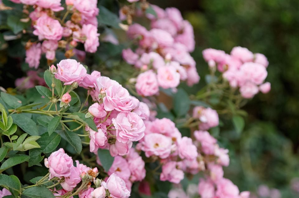 The Rambling Rose Is The Easiest Variety To Grow