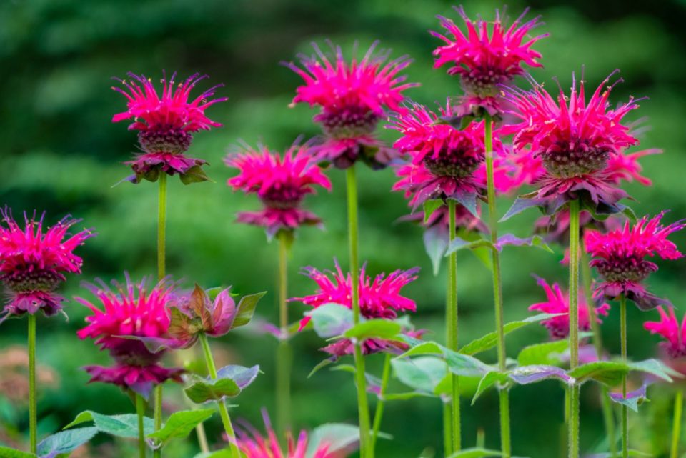 18 Plants Native To Pennsylvania For Your Garden