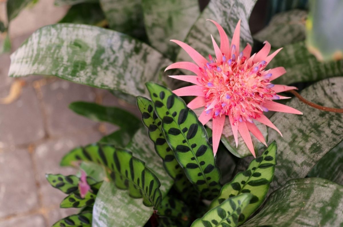 14 Indoor Plants That Flower All Year Round For Everlasting Beauty