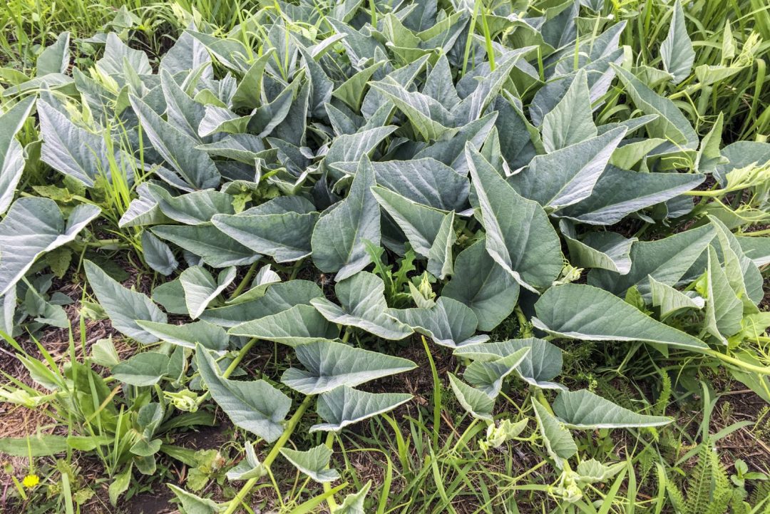 11 Kansas Native Plants That Can Transform Your Garden