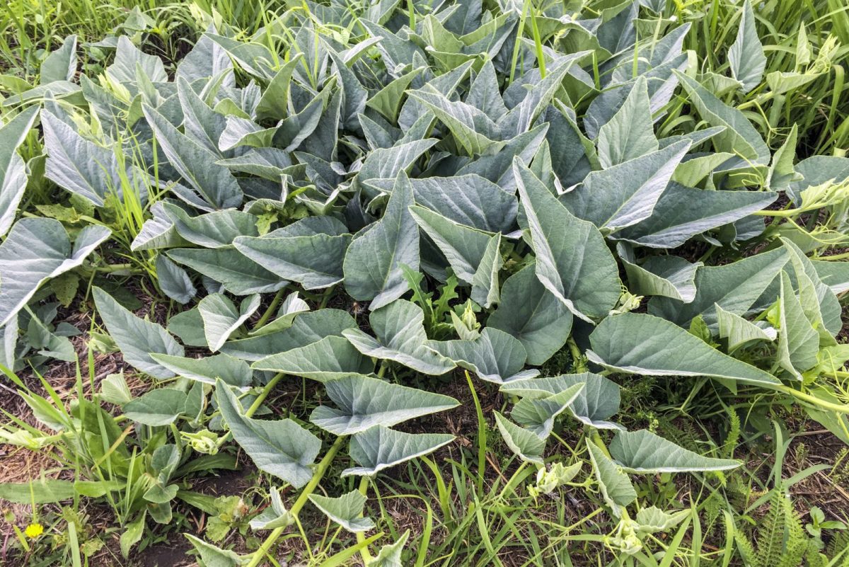 11 Kansas Native Plants That Can Transform Your Garden