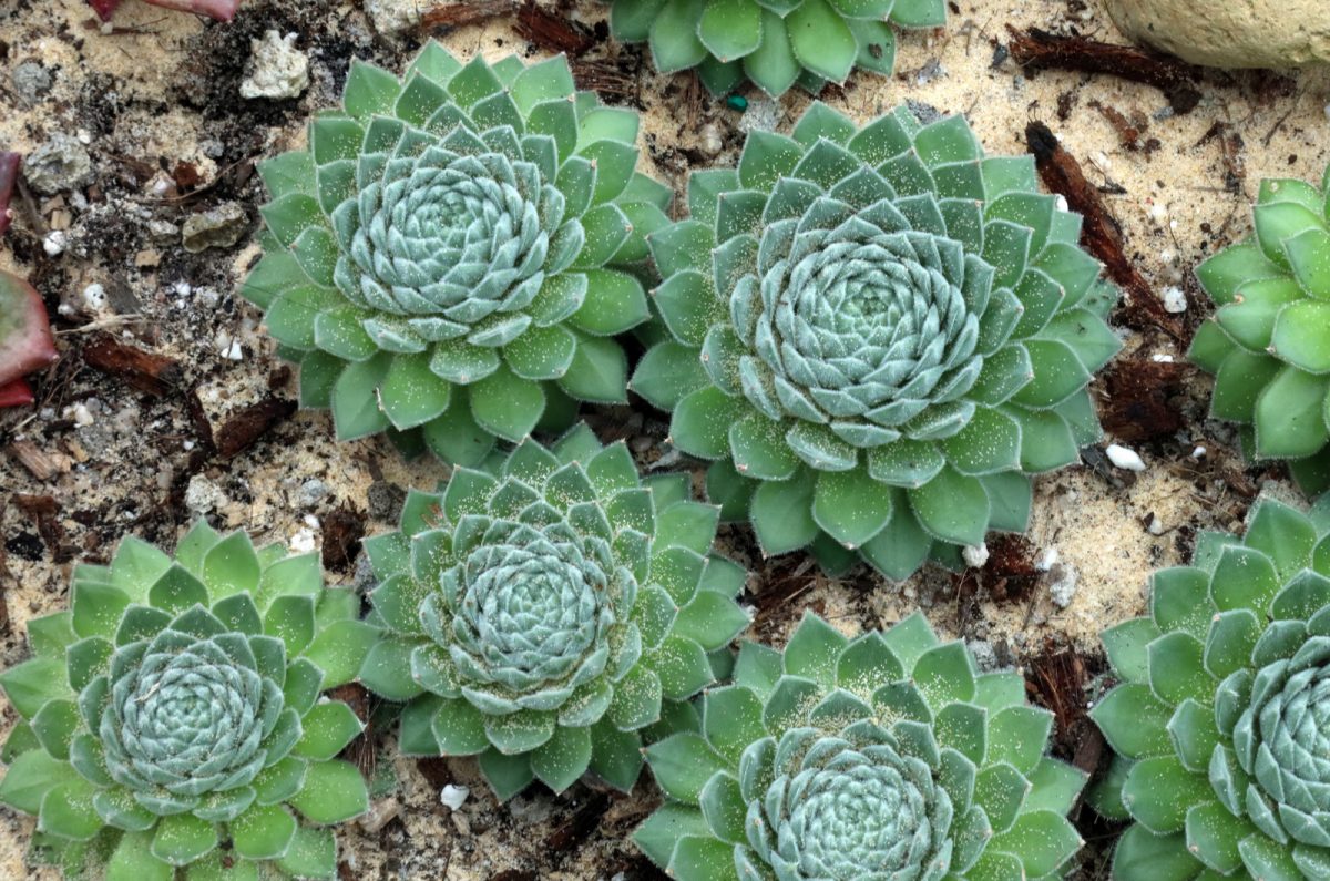 15 Flowering Succulents Every Garden Needs