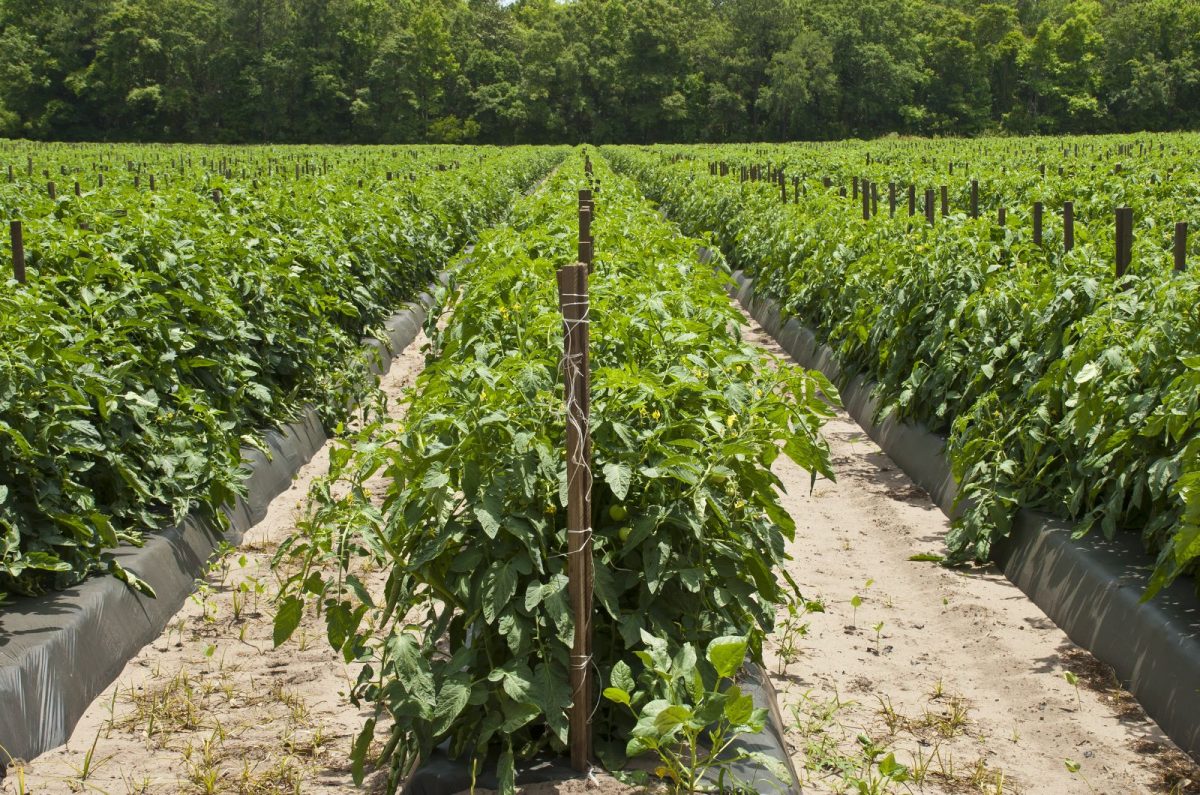 Why, When, And How To Stake Tomato Plants