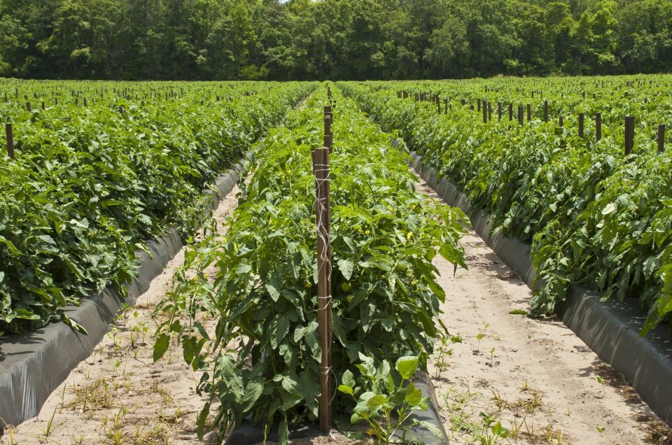 Why, When, And How To Stake Tomato Plants