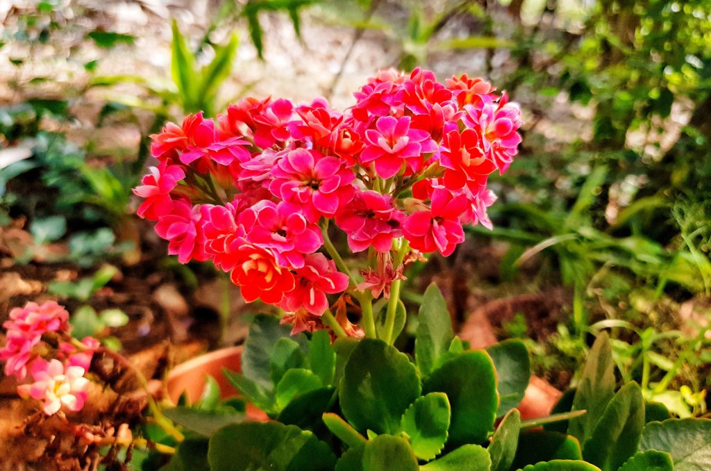 15 Flowering Succulents Every Garden Needs