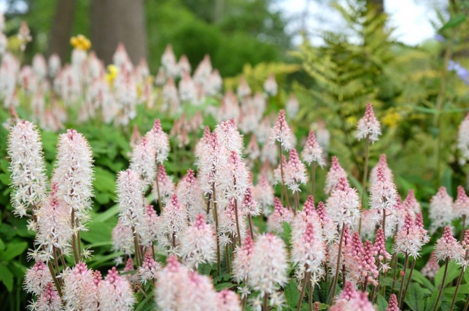 18 Plants Native To Pennsylvania For Your Garden