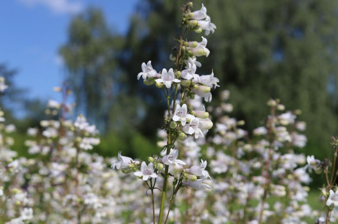 18 Plants Native To Pennsylvania For Your Garden