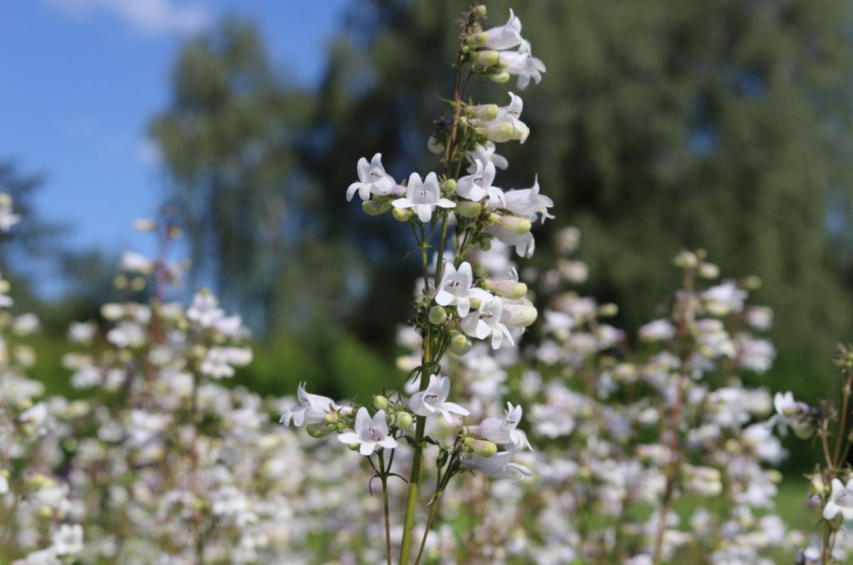 18 Plants Native To Pennsylvania For Your Garden