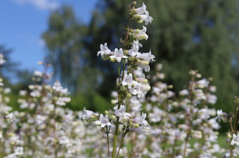 18 Plants Native To Pennsylvania For Your Garden