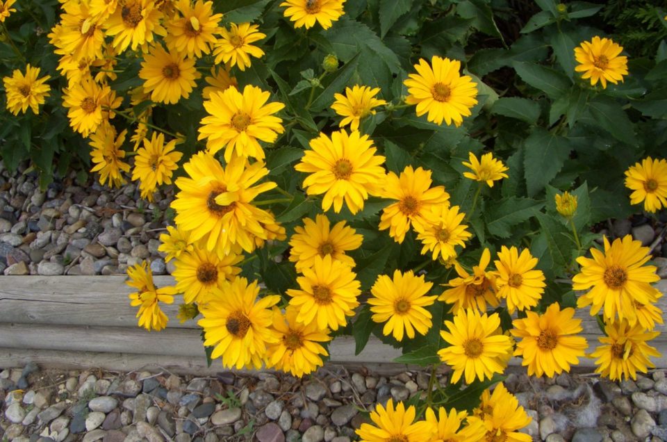 18 Plants Native To Pennsylvania For Your Garden