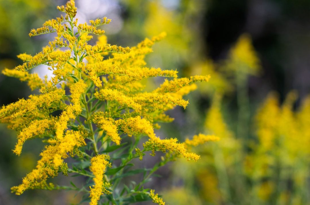 18 Plants Native To Pennsylvania For Your Garden