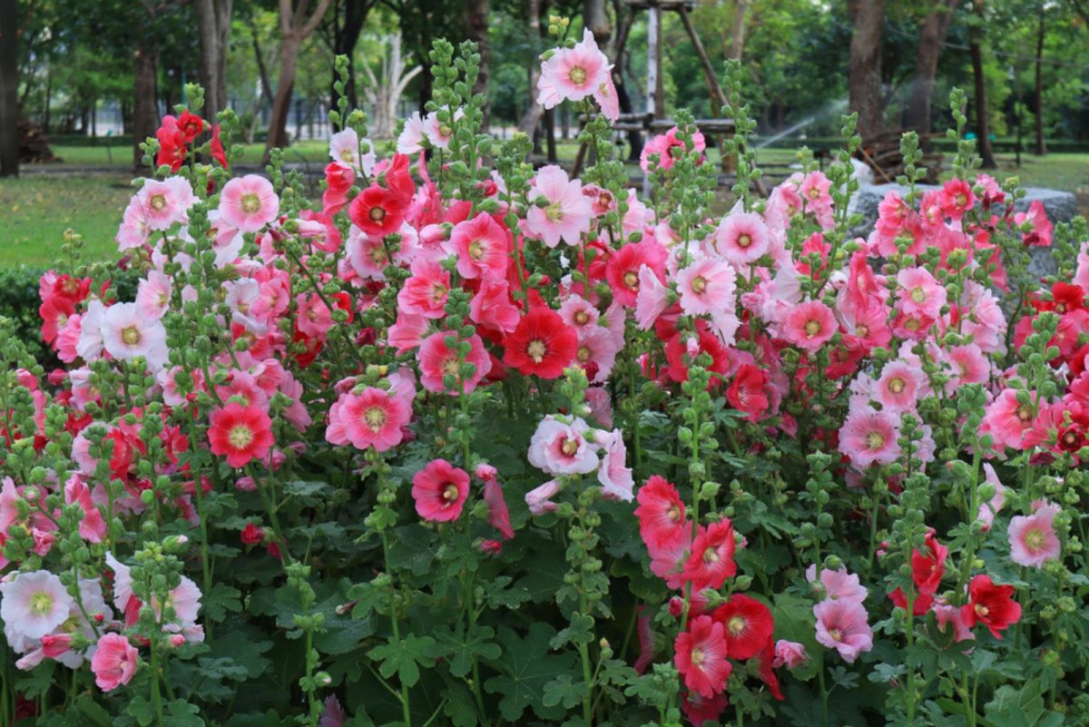11 Kansas Native Plants That Can Transform Your Garden