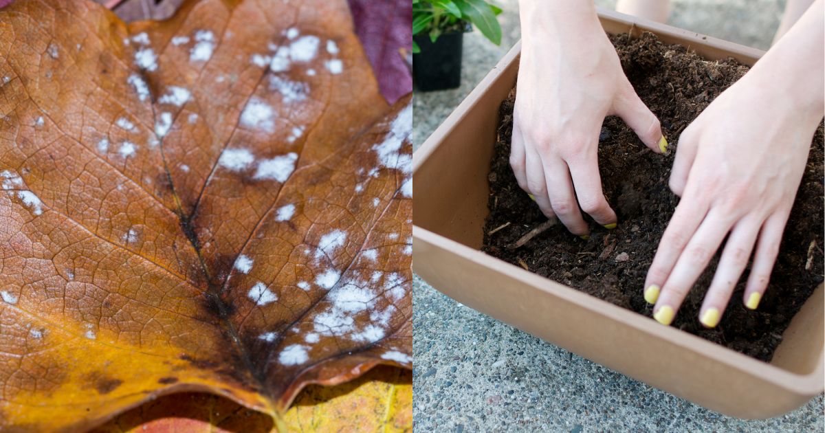 How To Harvest Leaf Mold + Its 5 Uses In Your Garden