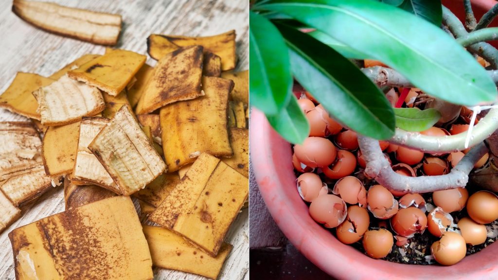 How To Make Homemade Fertilizer For Your Plants