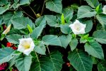 11 Kansas Native Plants That Can Transform Your Garden