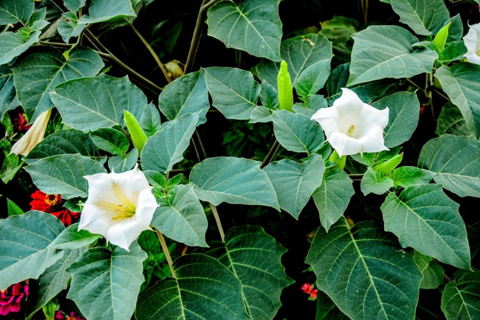 11 Kansas Native Plants That Can Transform Your Garden