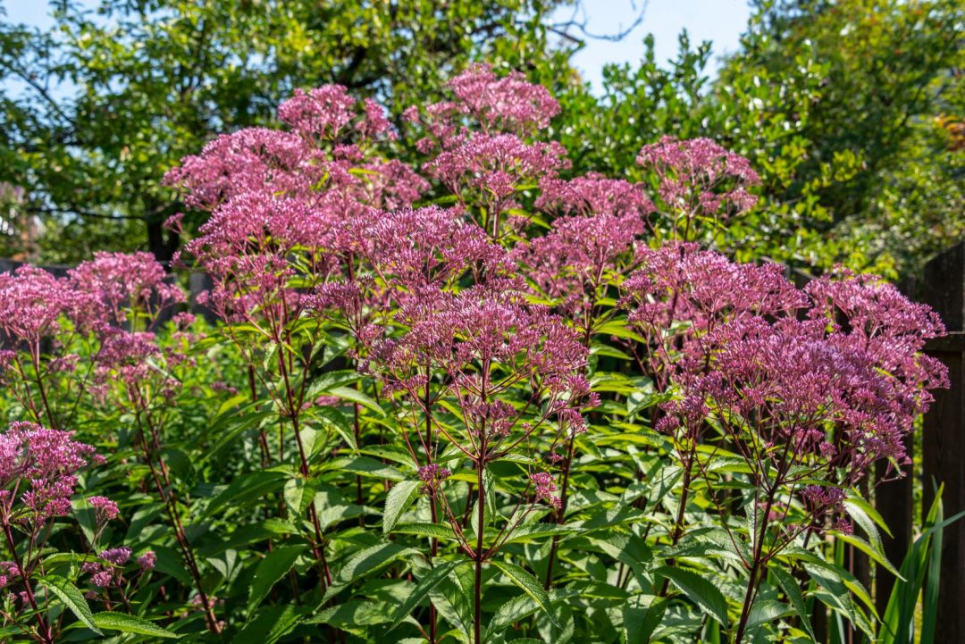 11 Kansas Native Plants That Can Transform Your Garden