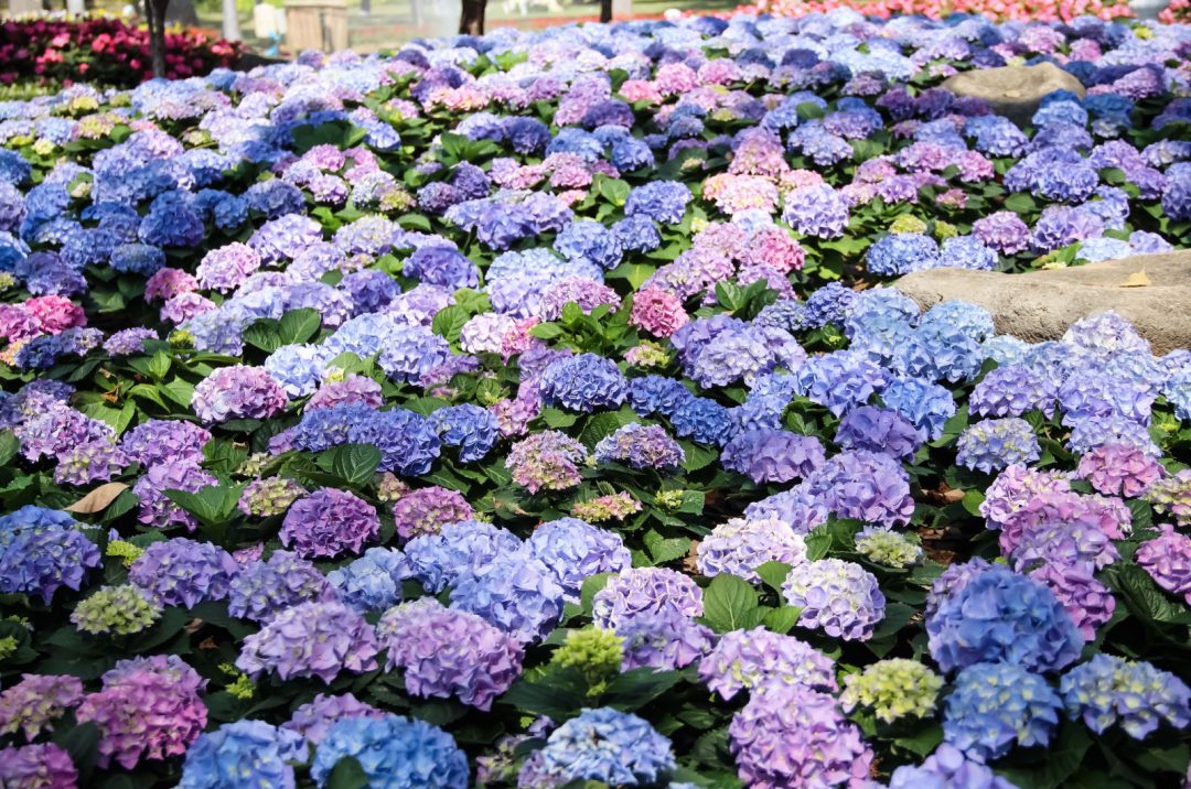 The New Pop Star Hydrangea Is Exactly What Your Garden Needs